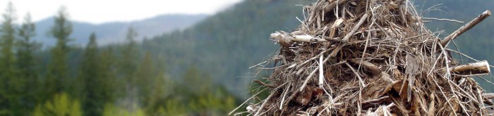 Forest Residues - California Biomass Energy Alliance : California ...